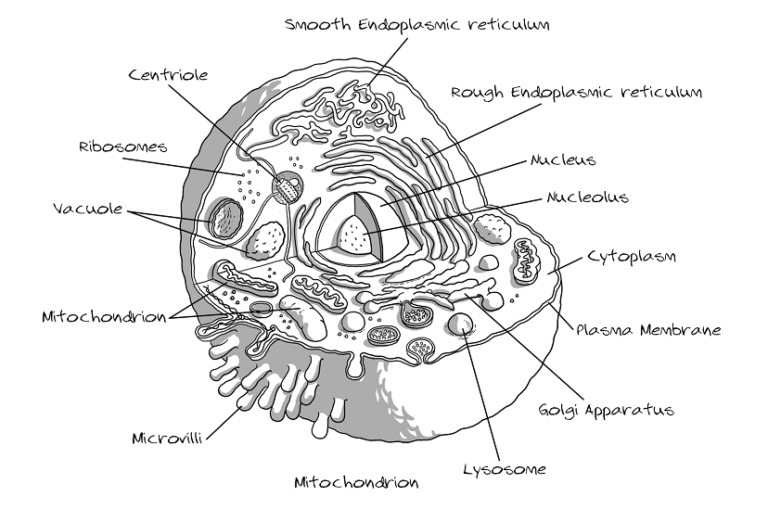 human-cells Archives - TutorTonight