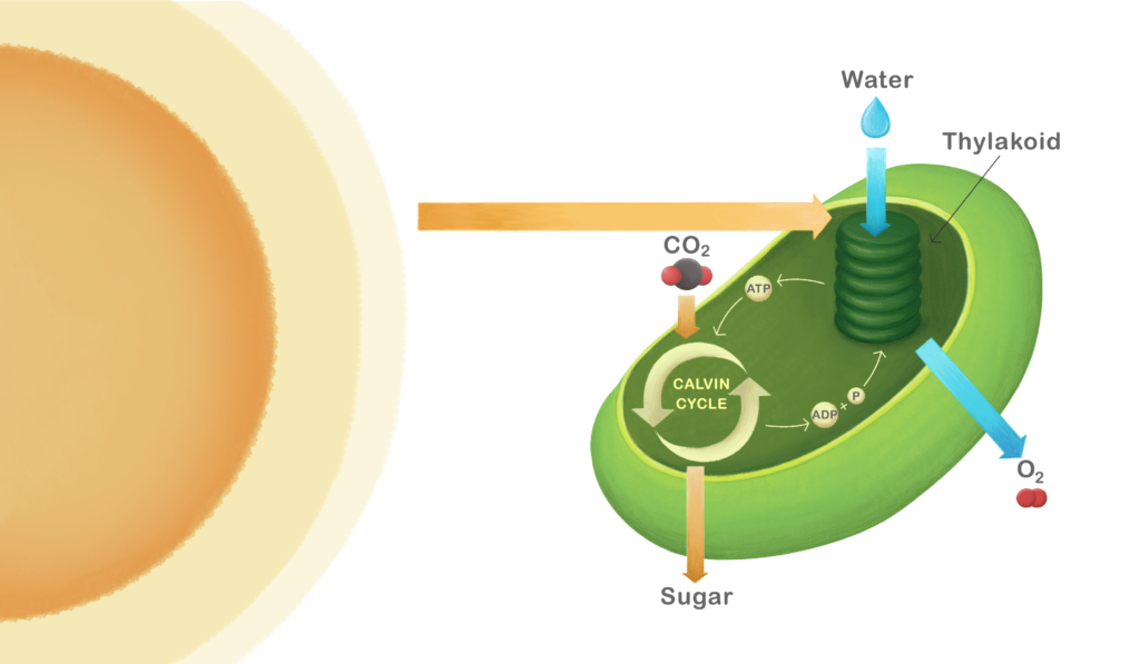 What is Chloroplast? – TutorTonight.com